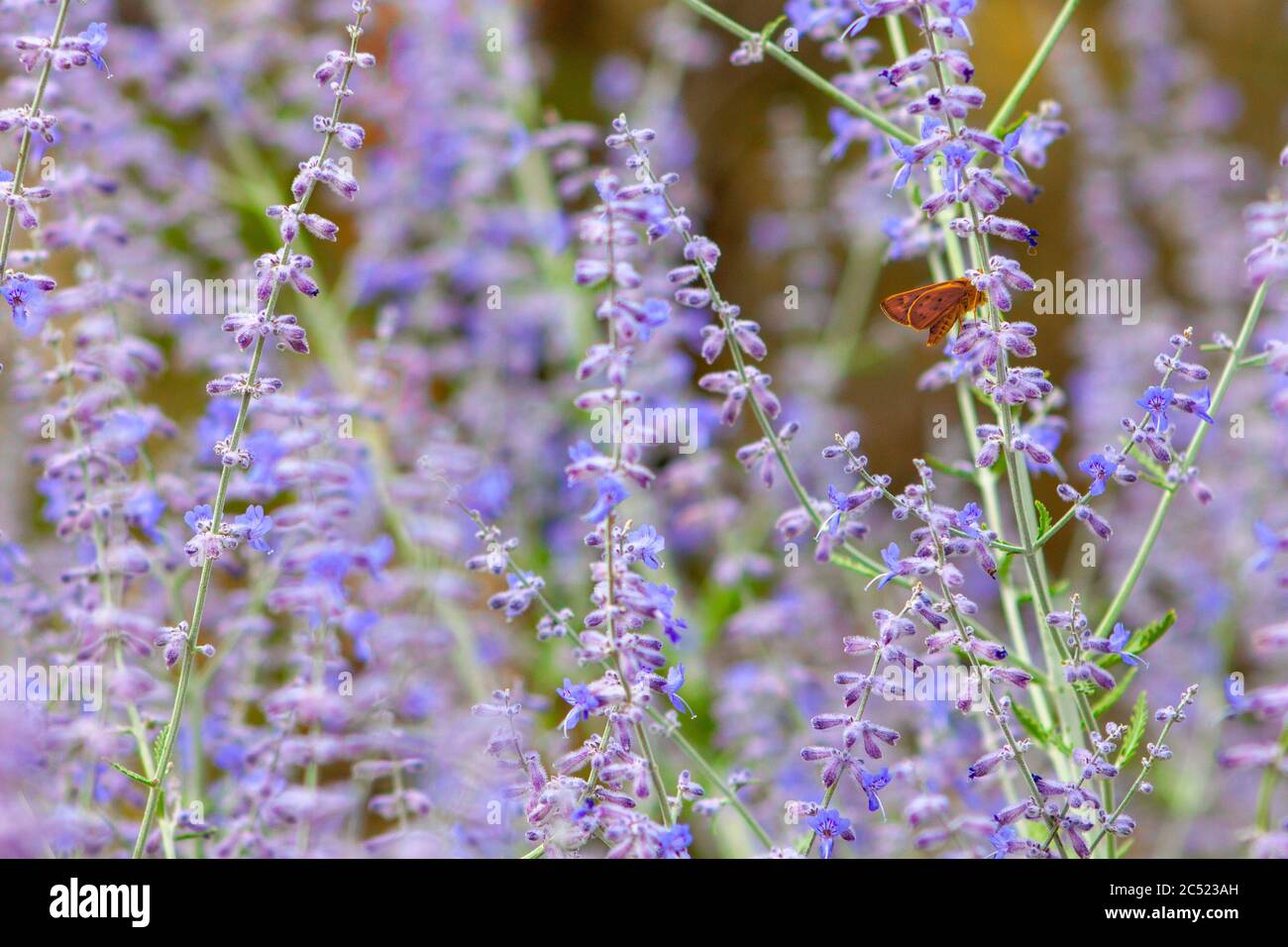 Orange moth sits on a lavender bush in Albuquerque, New Mexico, USA ...