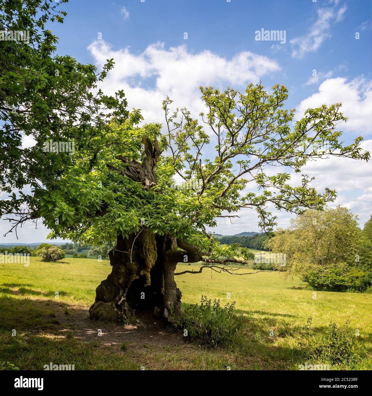 Human like tree hi-res stock photography and images - Alamy