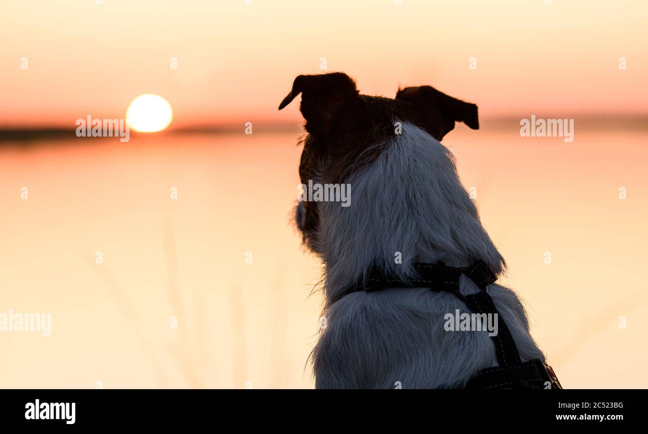 Sundown serenity dog hi-res stock photography and images - Alamy