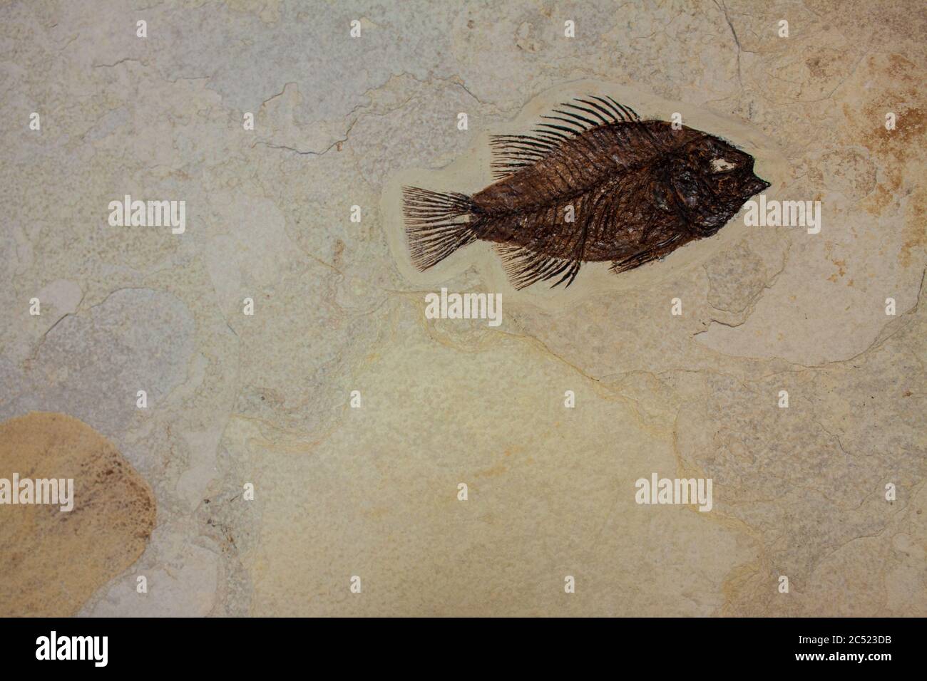 Fossil lizard fish hi-res stock photography and images - Alamy