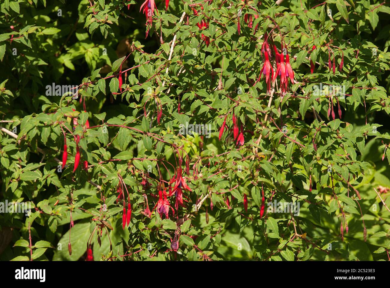 Fuchsia hedge hi-res stock photography and images - Alamy