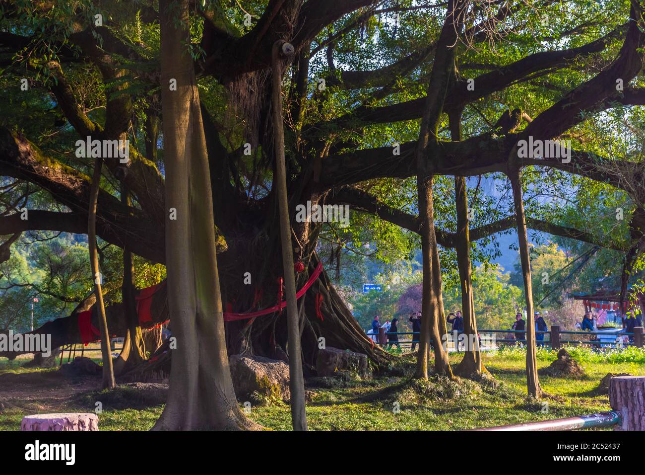 Biggest banyan trees in asia hi-res stock photography and images - Alamy