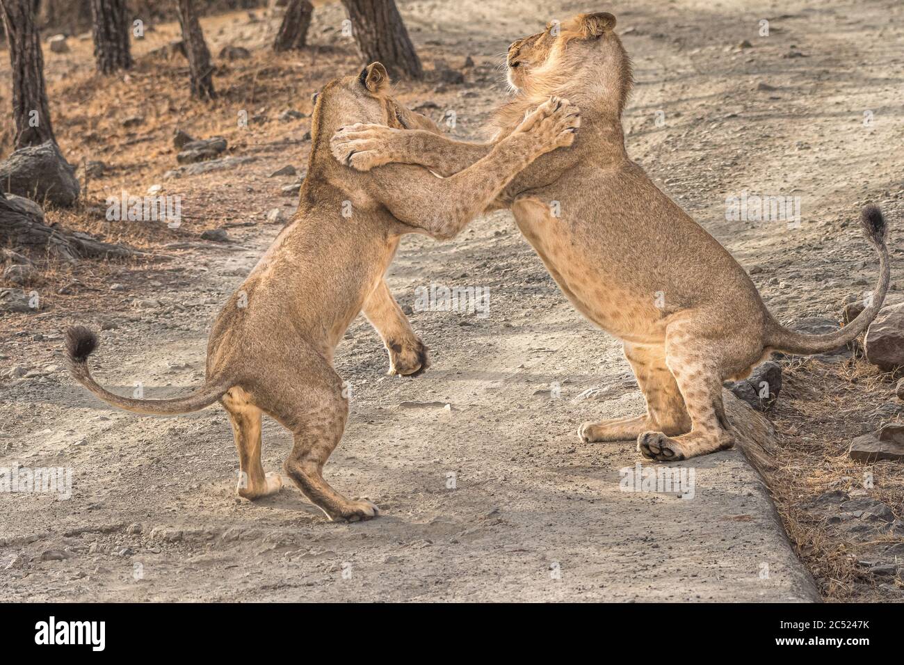 Fun in the Wild!!! Stock Photo - Alamy