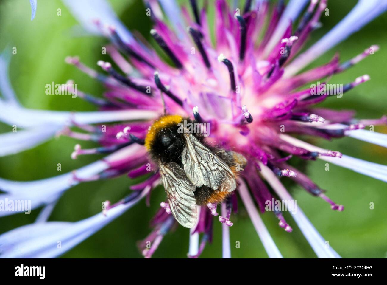 Bombus, Bumblebee on flower , centaurea Stock Photo - Alamy