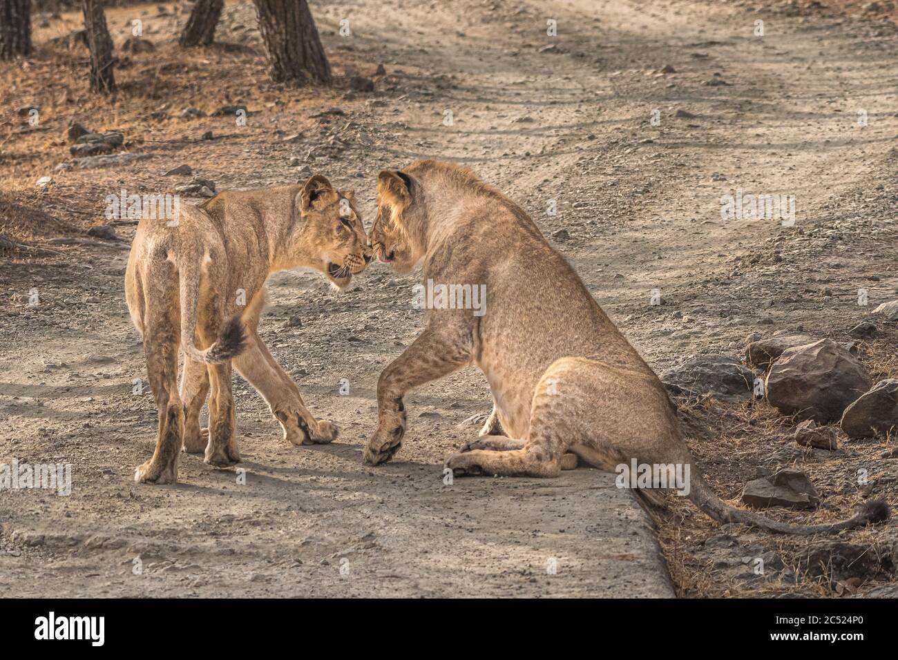 Fun in the Wild!!! Stock Photo - Alamy