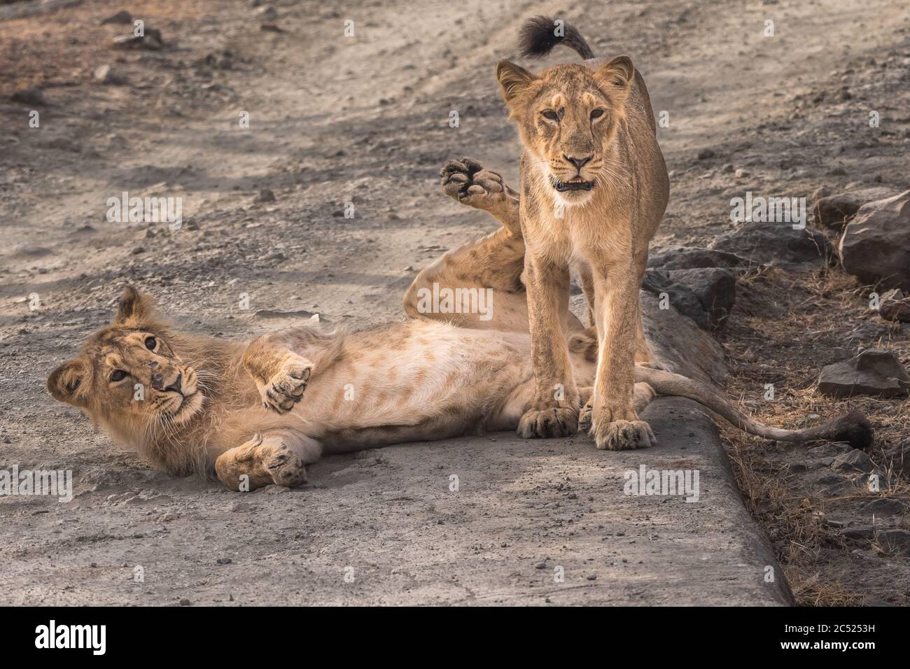 Fun in the Wild!!! Stock Photo - Alamy