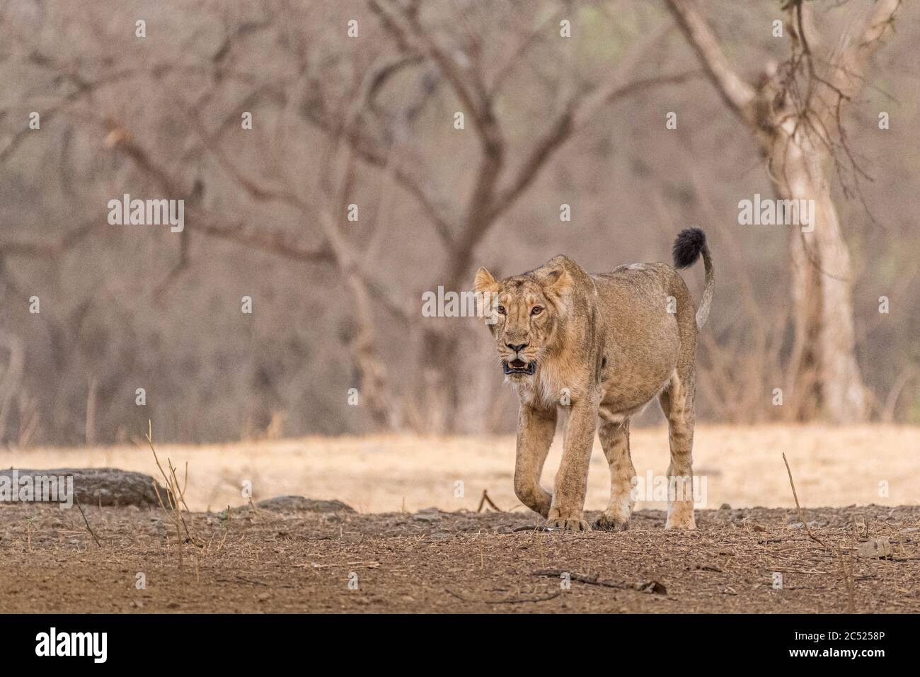 Lion with no tail hi-res stock photography and images - Alamy