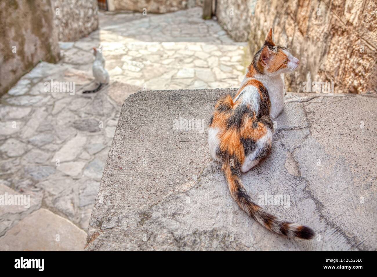 City Cats High Resolution Stock Photography and Images - Alamy