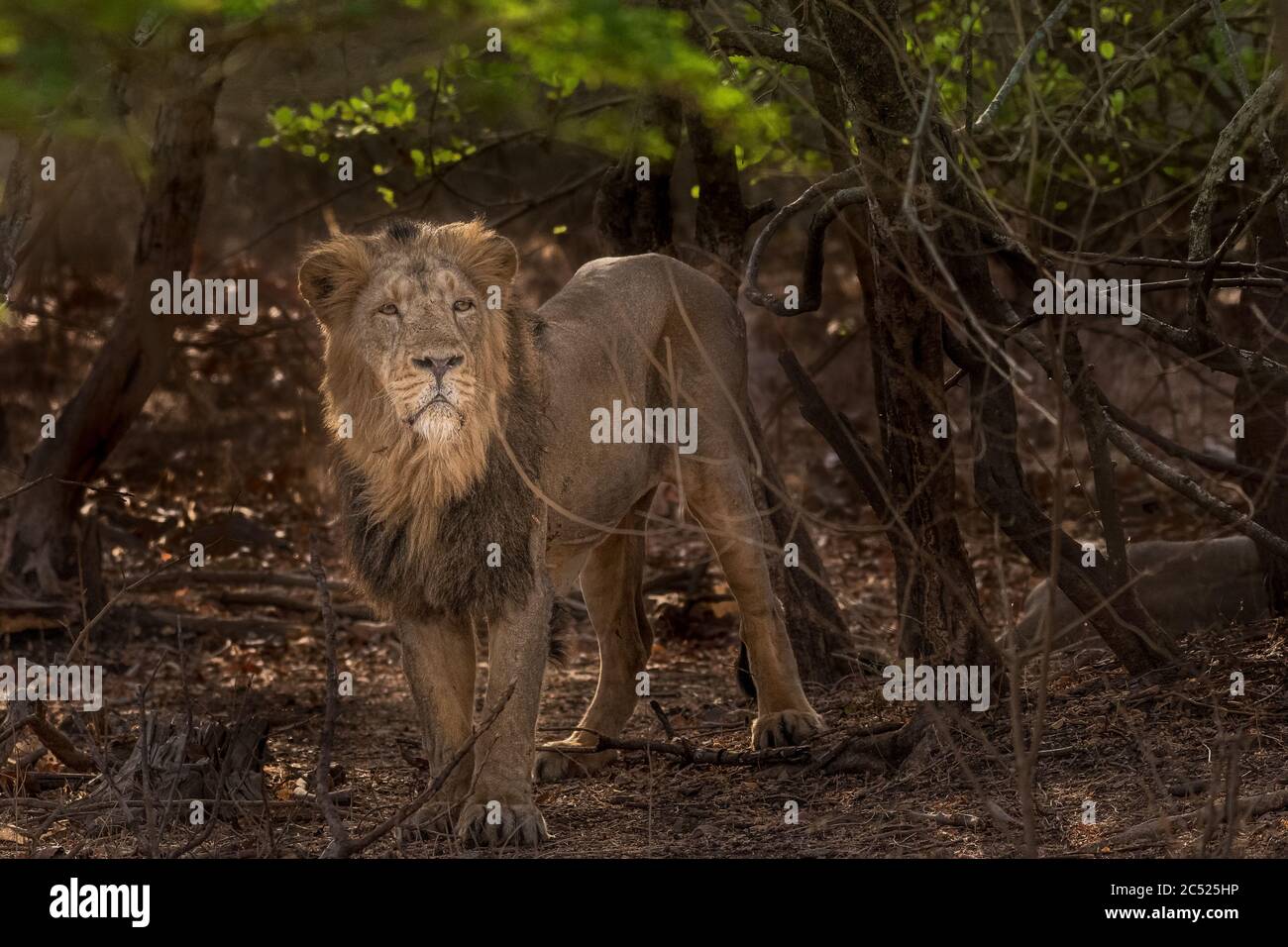 Lion with no tail hi-res stock photography and images - Alamy