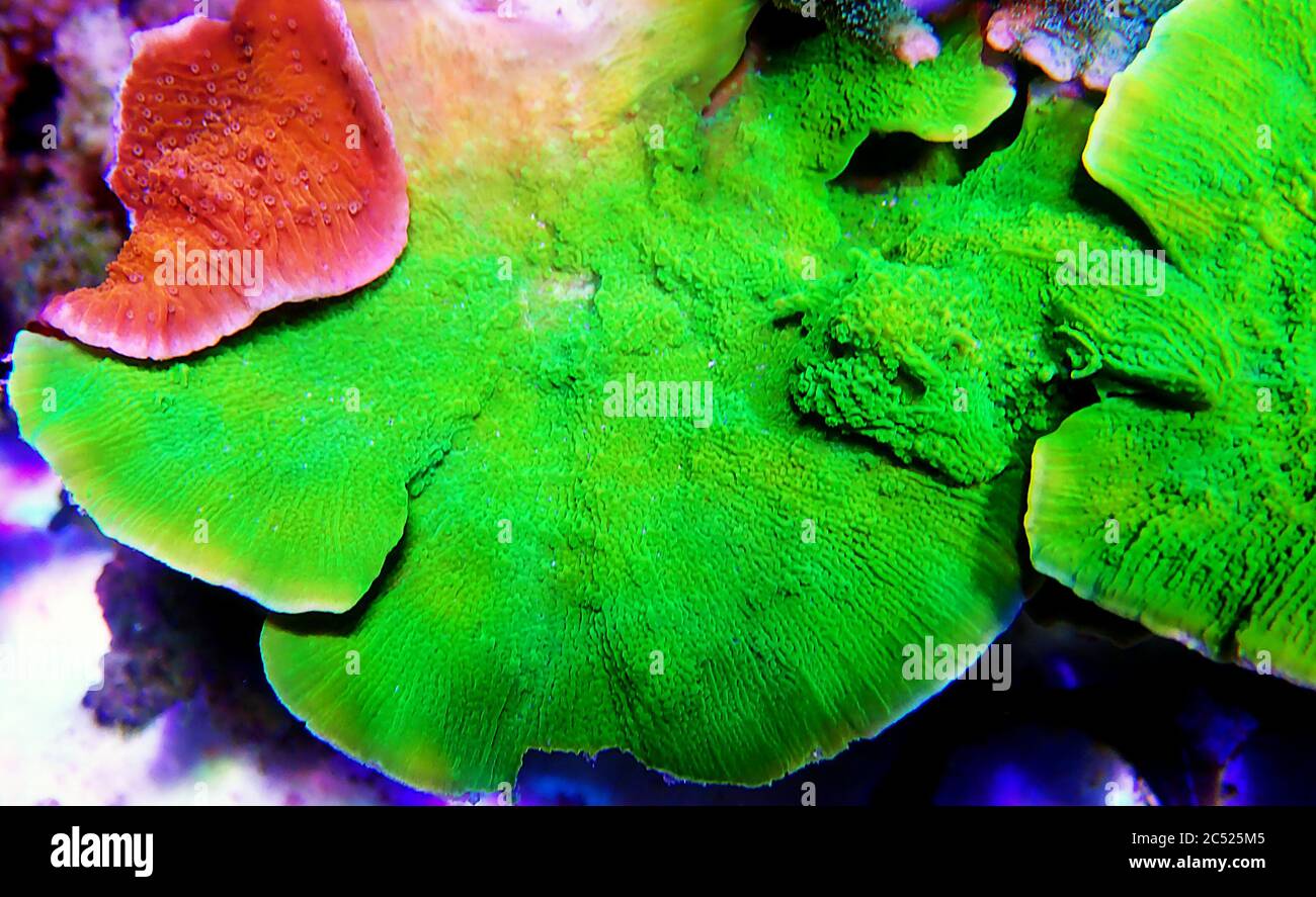 Green Montipora capricornis plate sps coral Stock Photo - Alamy