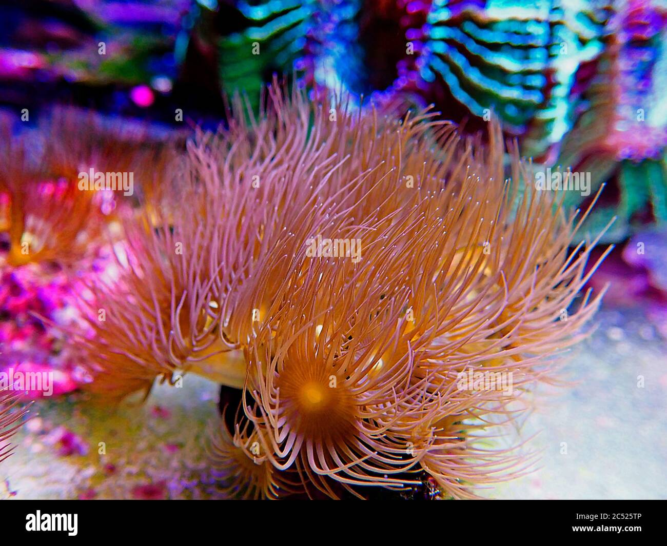 Yellow Parazoanthus Polyps (Parazoanthus gracilis Stock Photo - Alamy