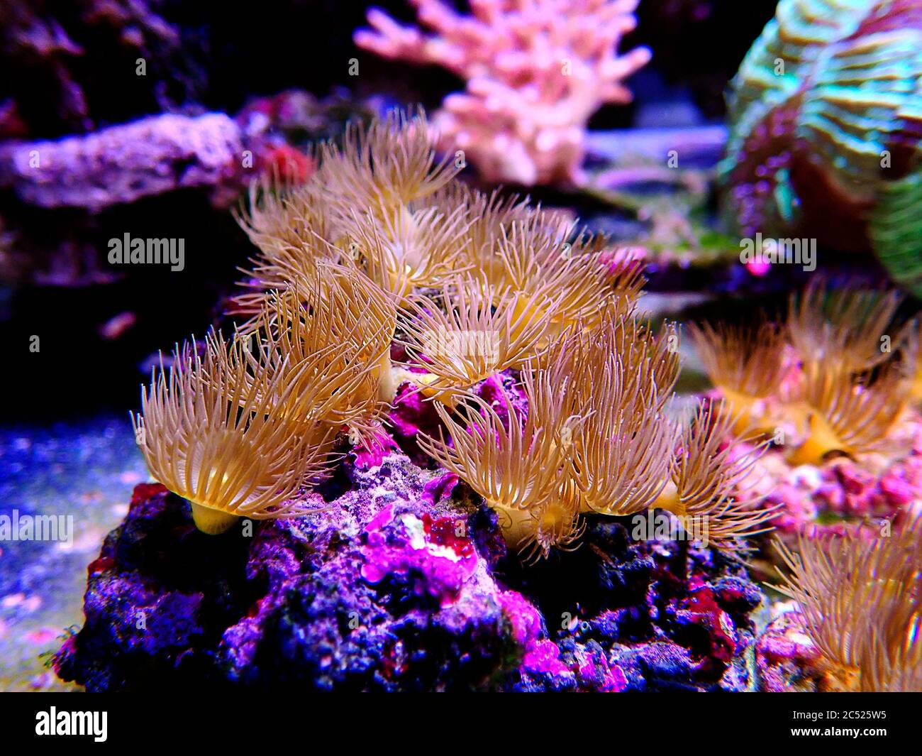 Yellow Parazoanthus Polyps (Parazoanthus gracilis Stock Photo - Alamy