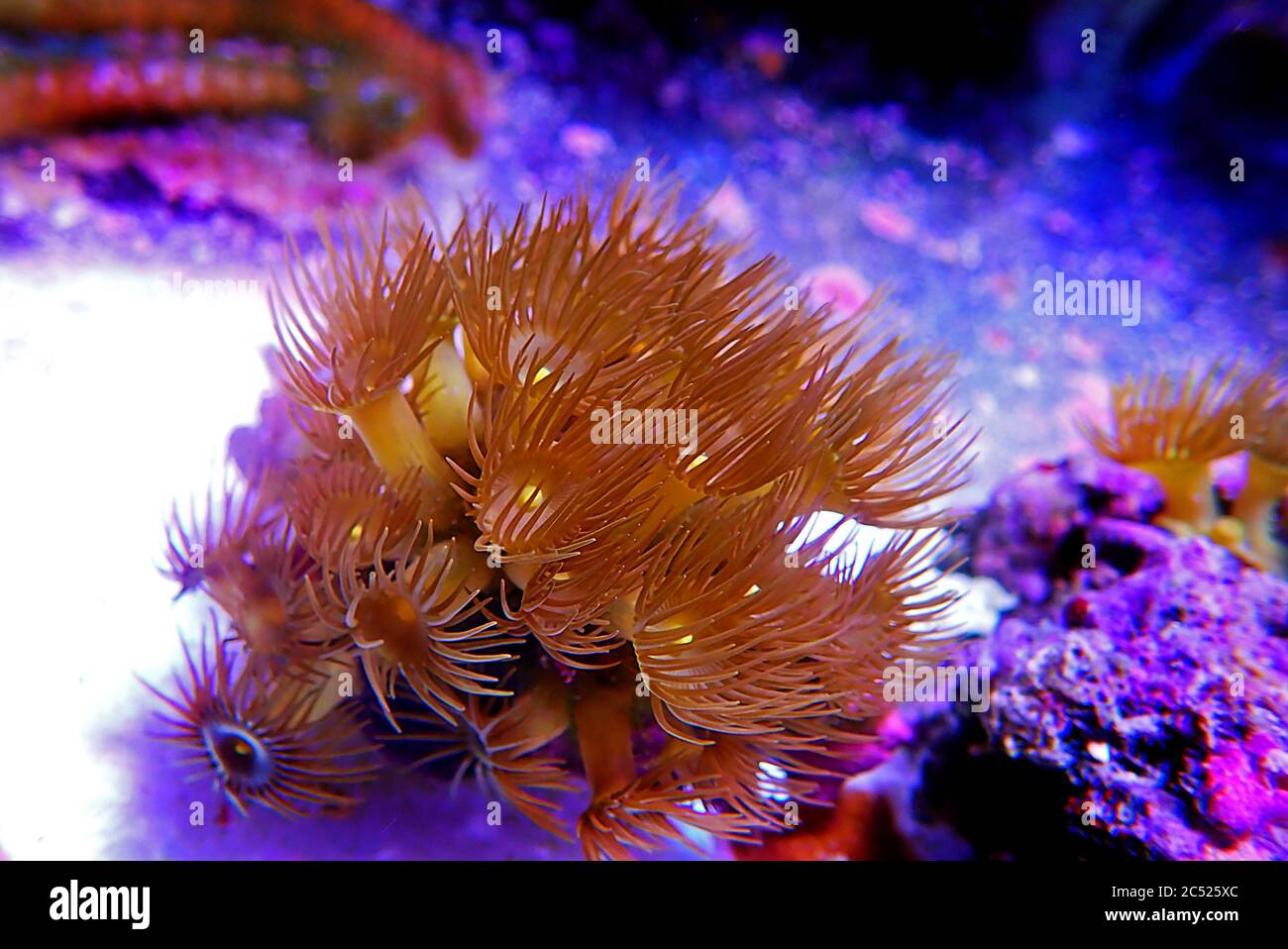 Yellow polyp hi-res stock photography and images - Alamy