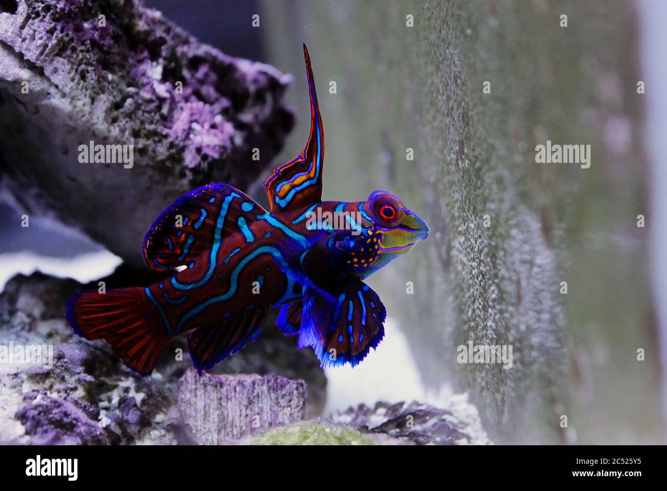 The Mandarin fish, one of the most colorful saltwater fish (Synchiropus ...
