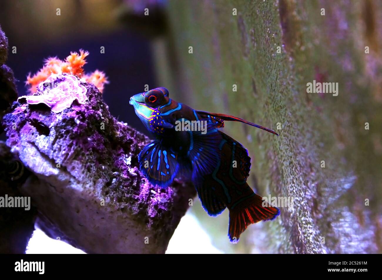 The Mandarin fish, one of the most colorful saltwater fish (Synchiropus ...