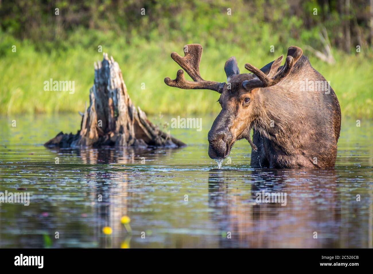 Large bull moose hi-res stock photography and images - Alamy