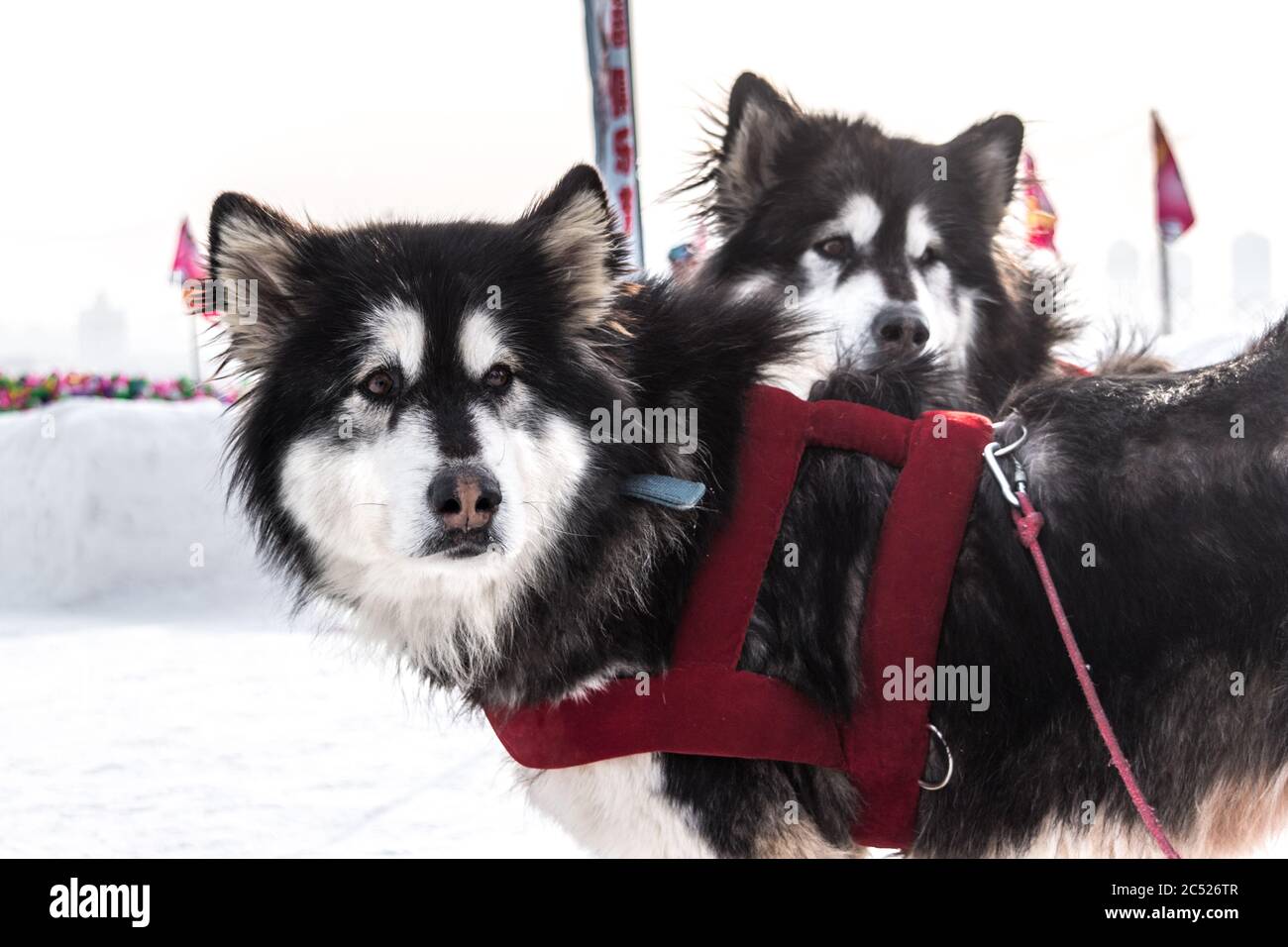 Siberian husky race team hi-res stock photography and images - Alamy