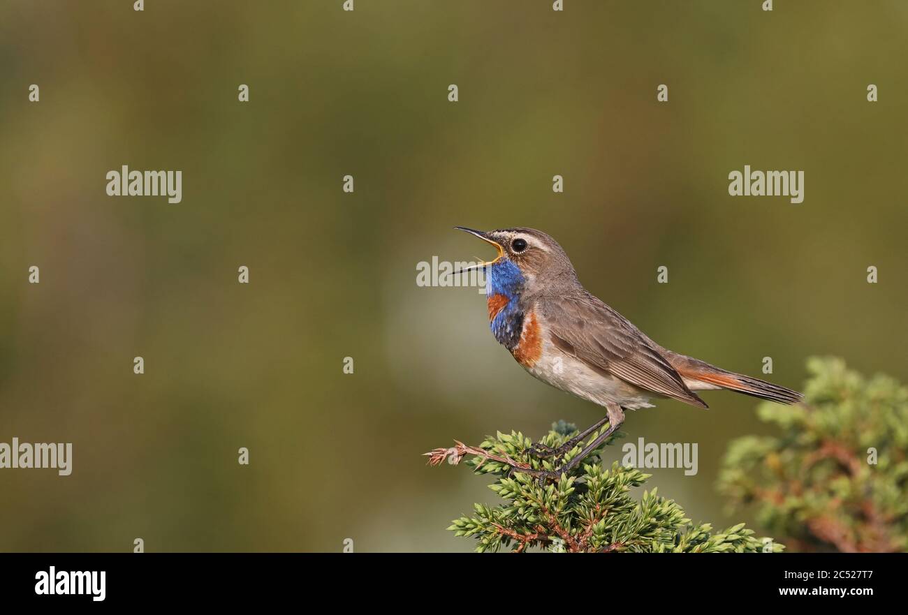 Bluethroat, Luscinia svecica, Singing from Juniper top Stock Photo - Alamy