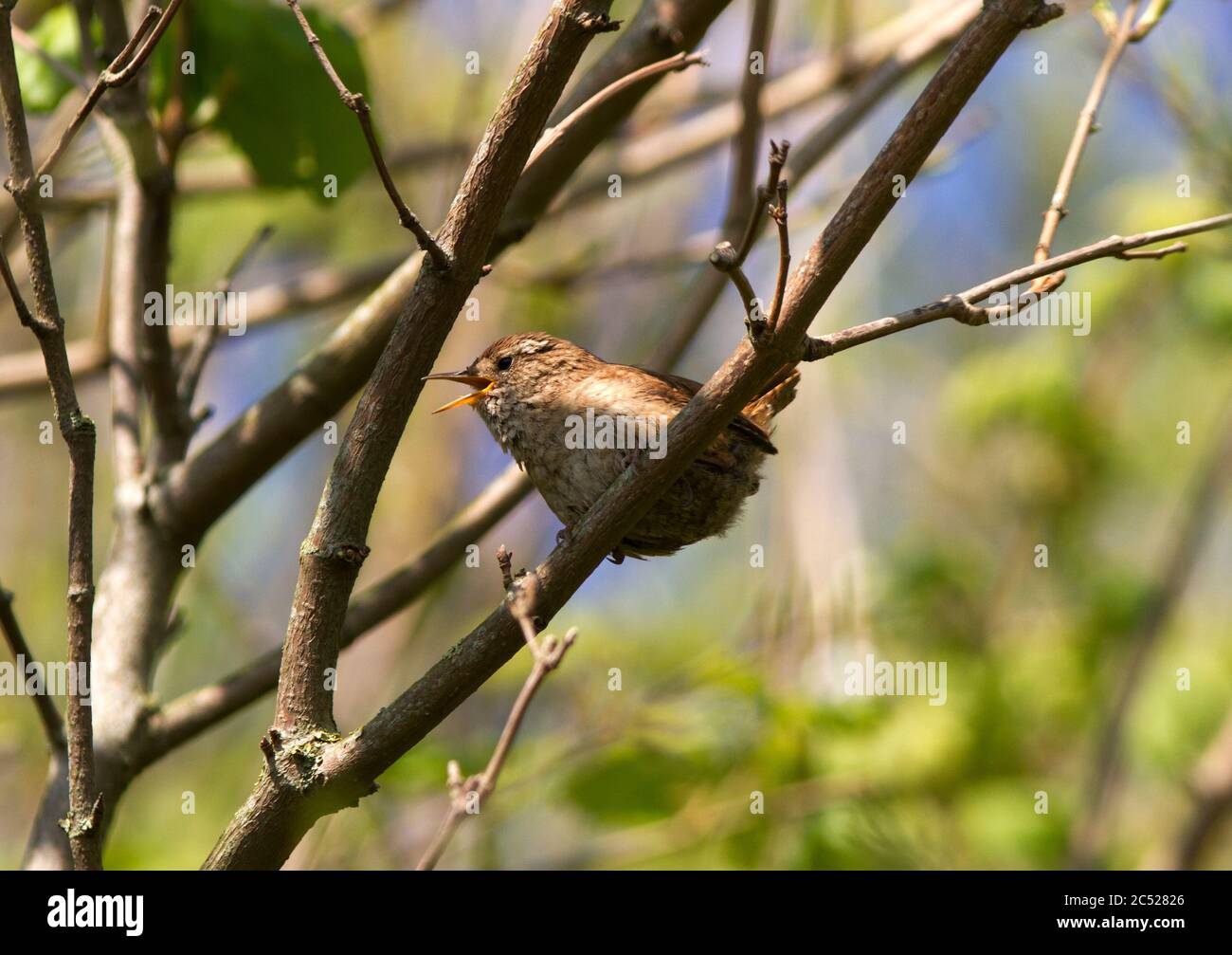 A Jenny Wren singing its heart out. Their song is loud and melodious ...
