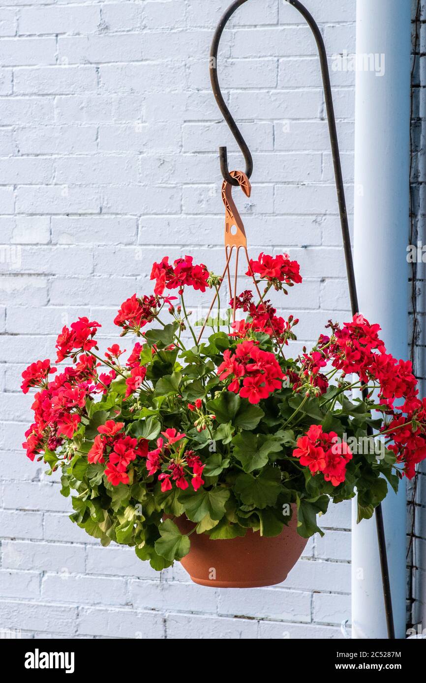 Bright red flower pot with blue painted brick background Stock Photo ...