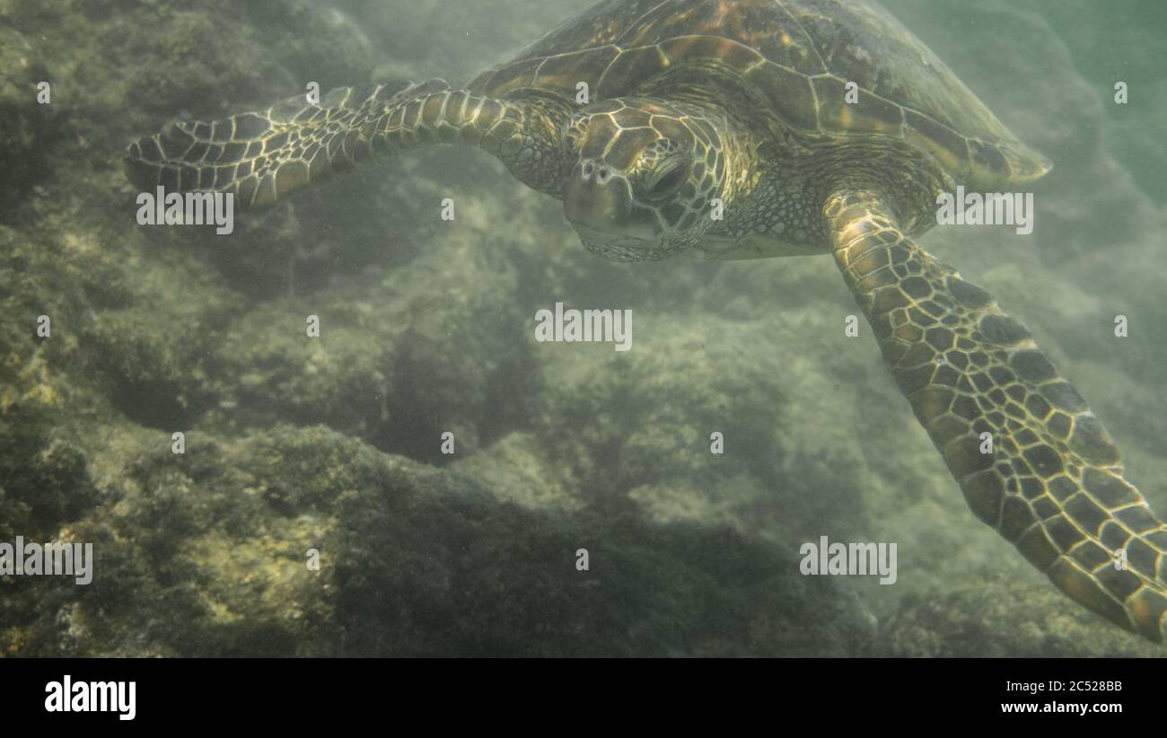 Turtle diving in ocean Stock Photo - Alamy