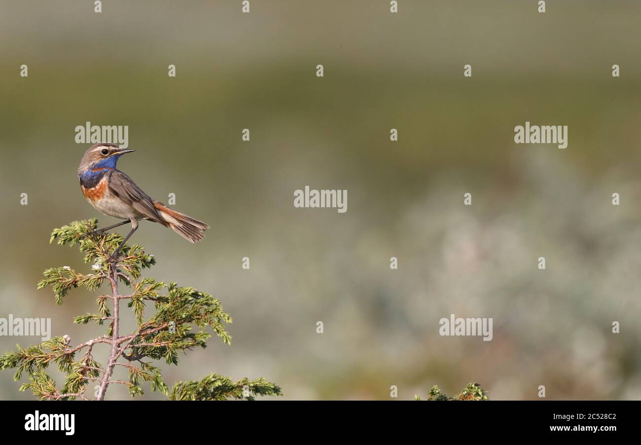 Luscinia luscinia sweden hi-res stock photography and images - Alamy