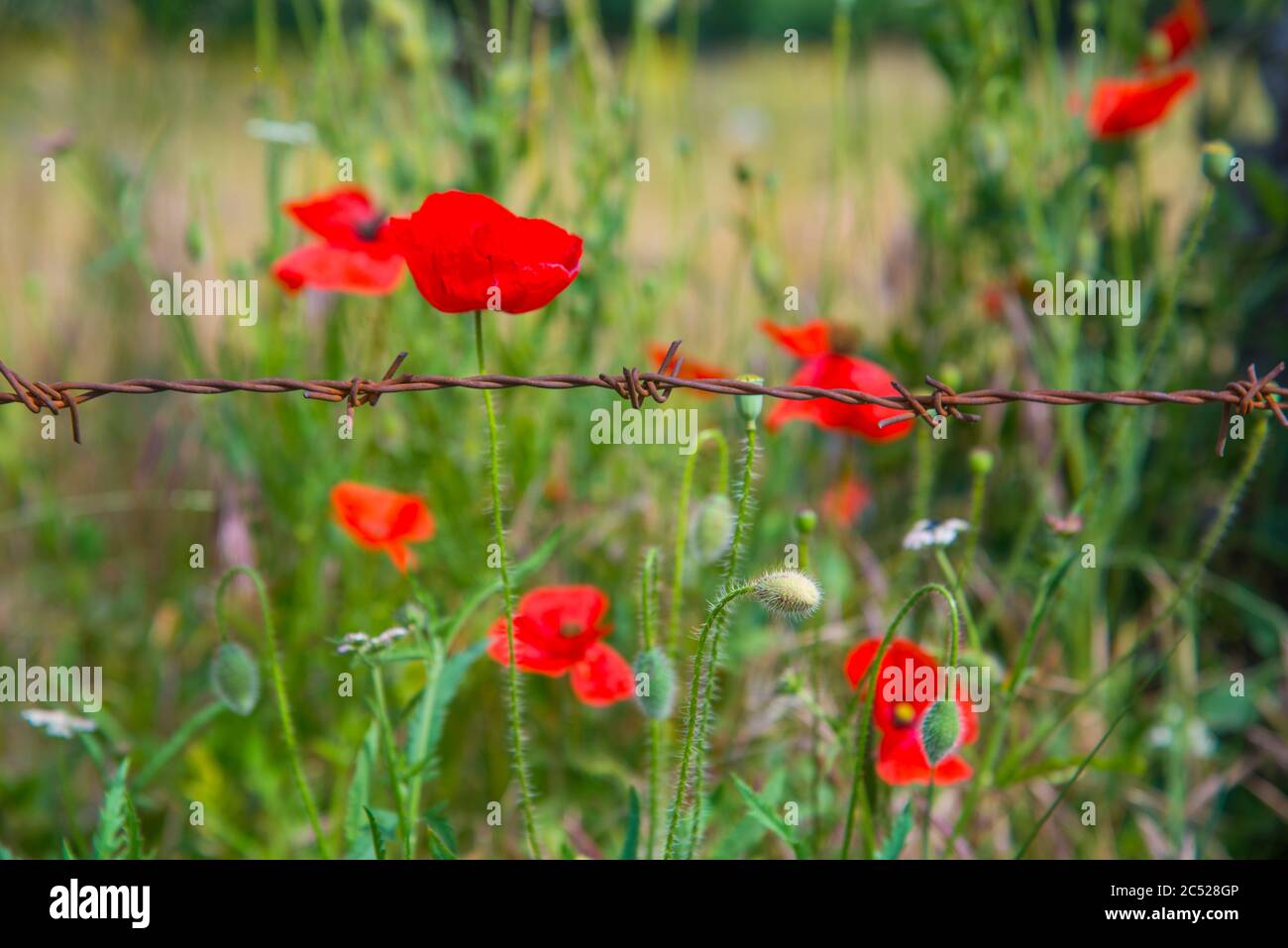Barbed wire and poppy flowers Stock Photo - Alamy