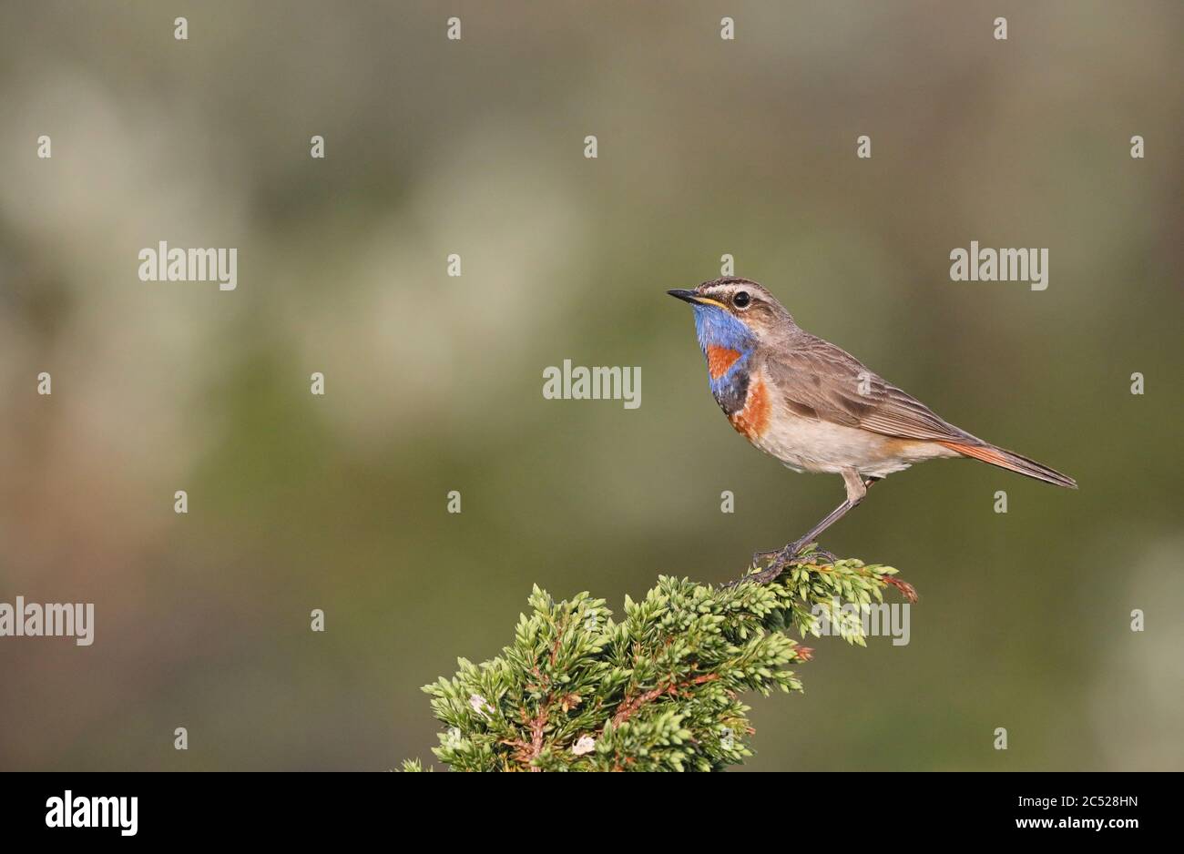 Luscinia luscinia sweden hi-res stock photography and images - Alamy