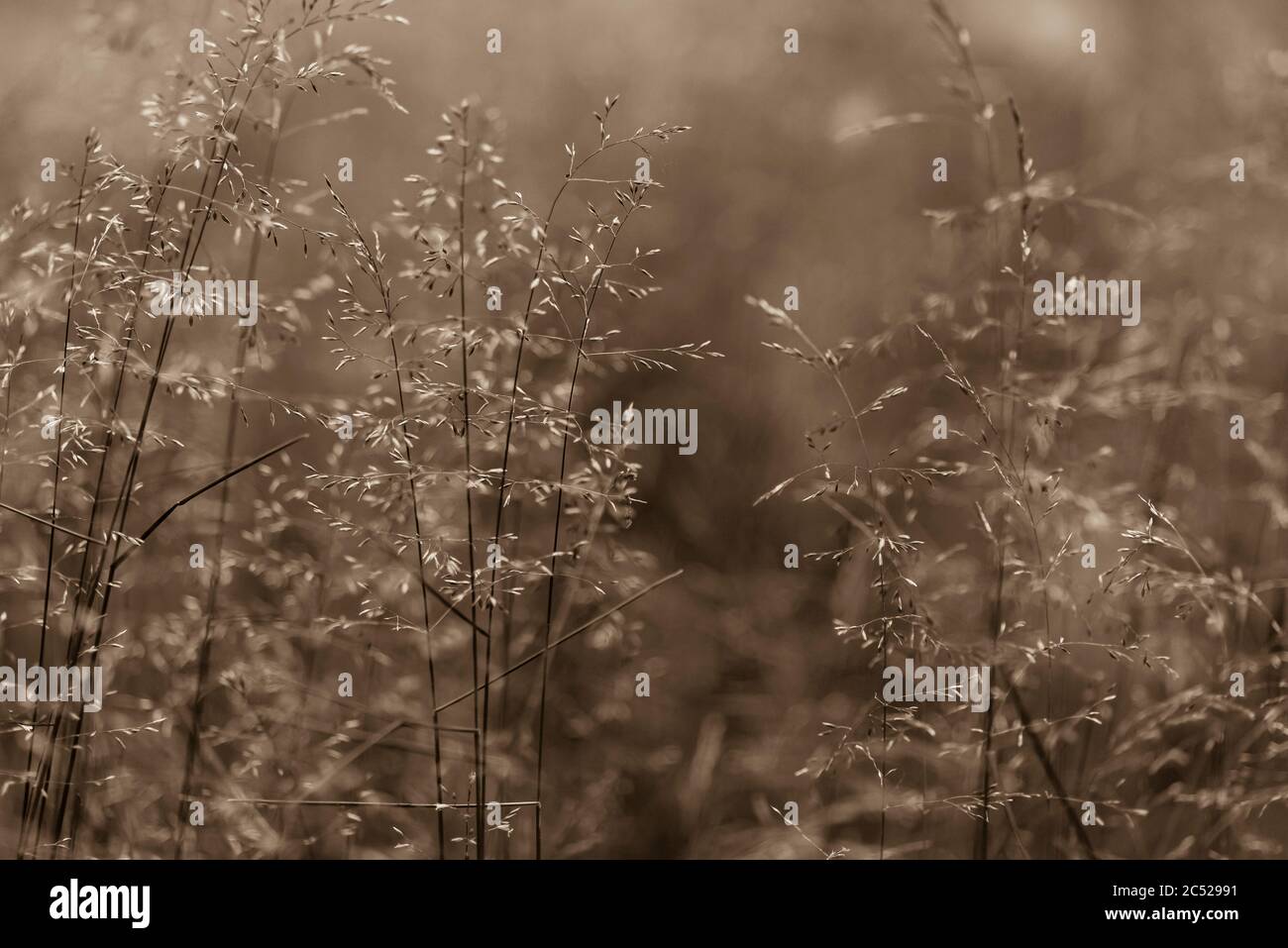 Sepia fine art flower hi-res stock photography and images - Alamy