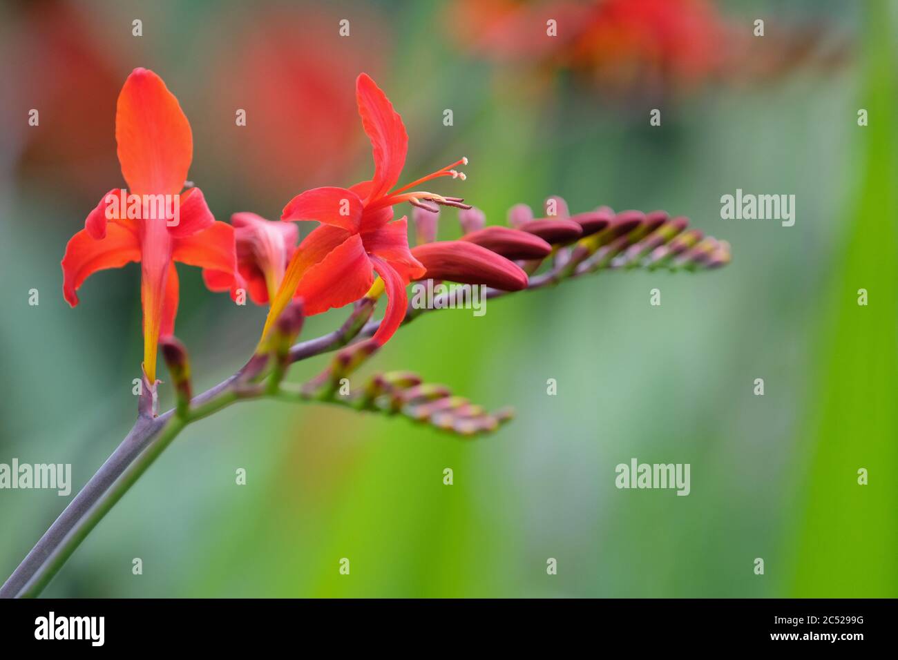 Vivid red flowers of Crocosmia 'Lucifer' Stock Photo - Alamy