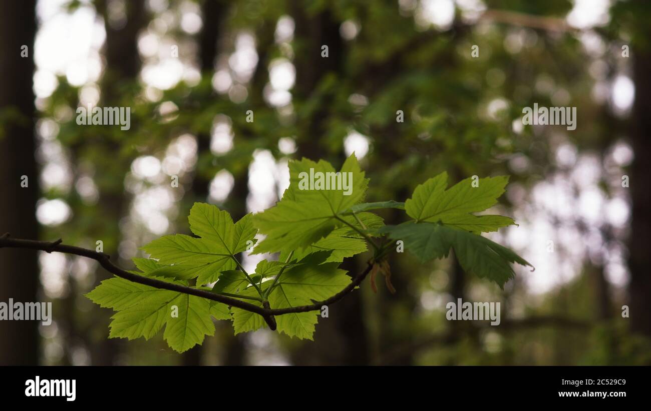 Young leaves of a maple tree in the spring forest, fuzzy background and ...