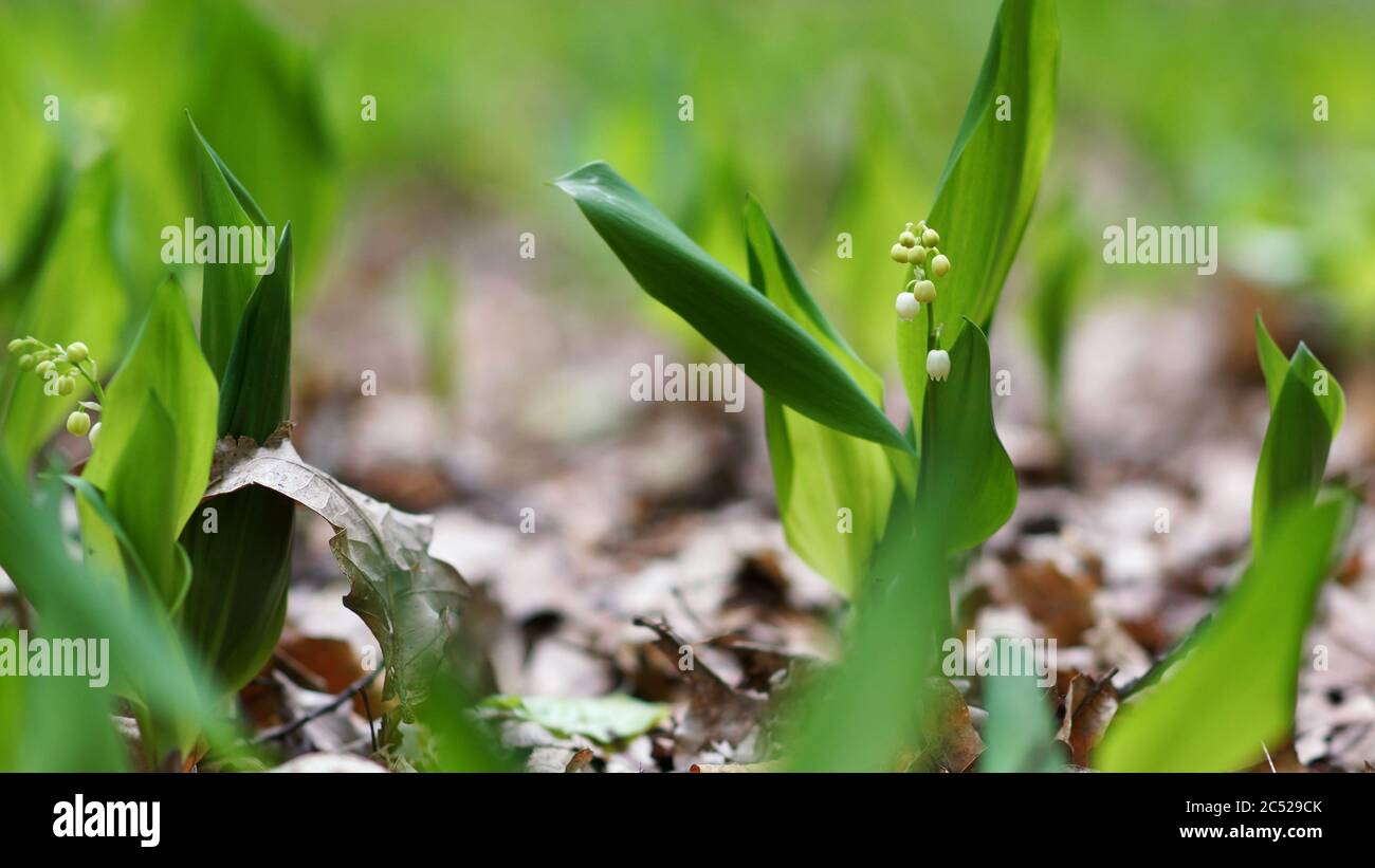 Lily growth hi-res stock photography and images - Alamy