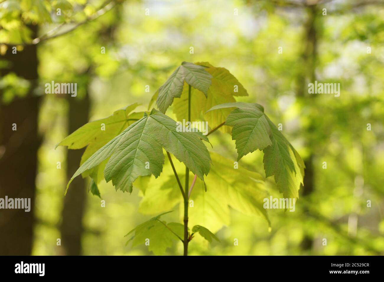 Fresh leaves on a young maple tree, spring in the sunny forest, fuzzy ...