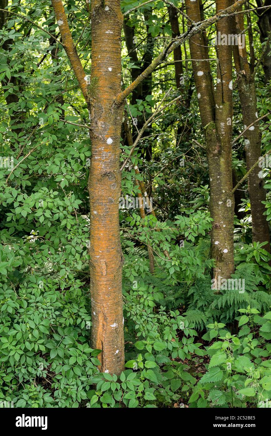 Patches of lichen hi-res stock photography and images - Alamy