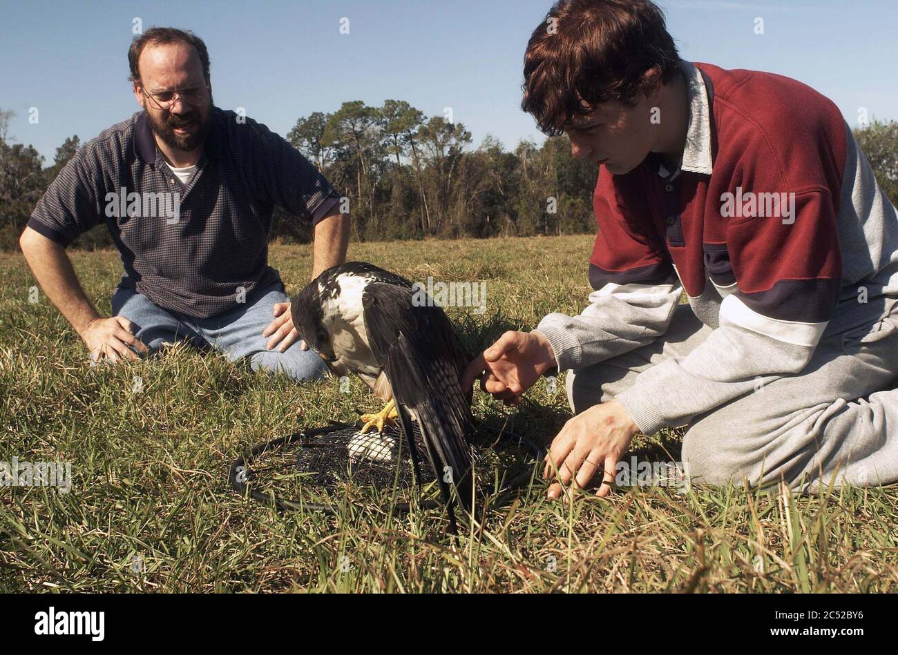 the hawk is dying Stock Photo - Alamy