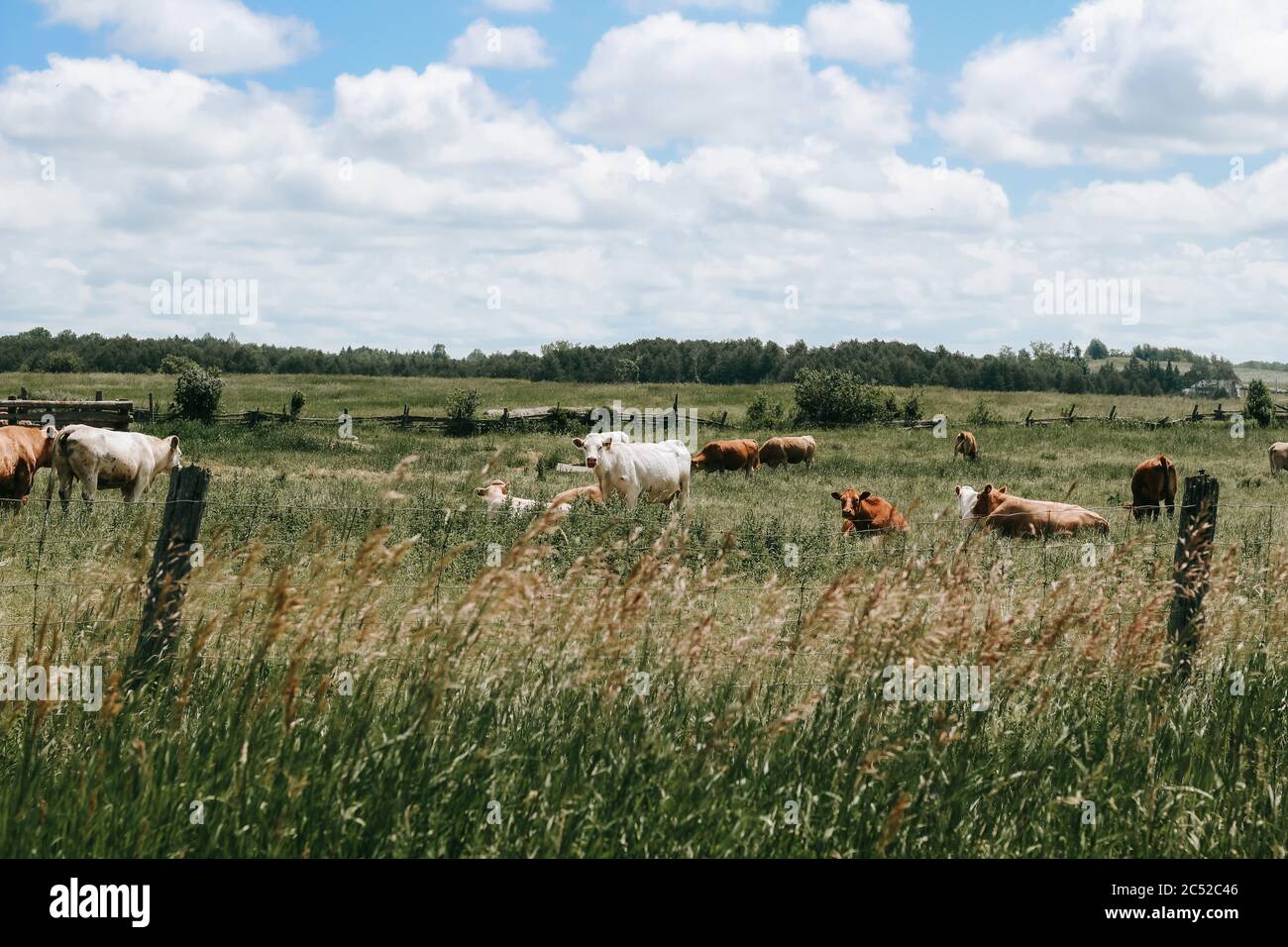 Cowbackground hi-res stock photography and images - Alamy