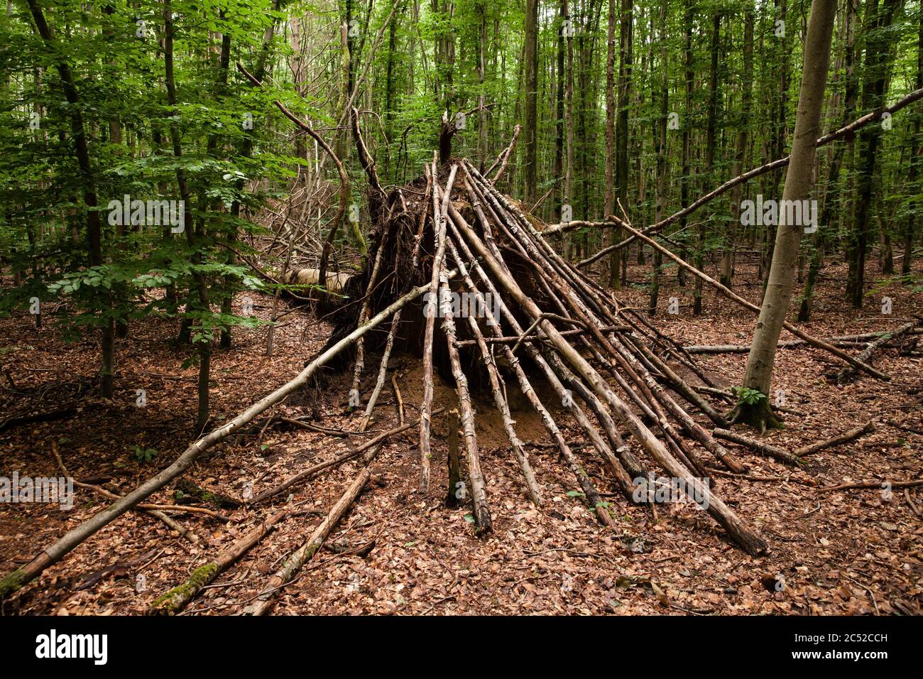 branch hut in the Koenigsforest near Cologne, North Rhine-Westphalia ...