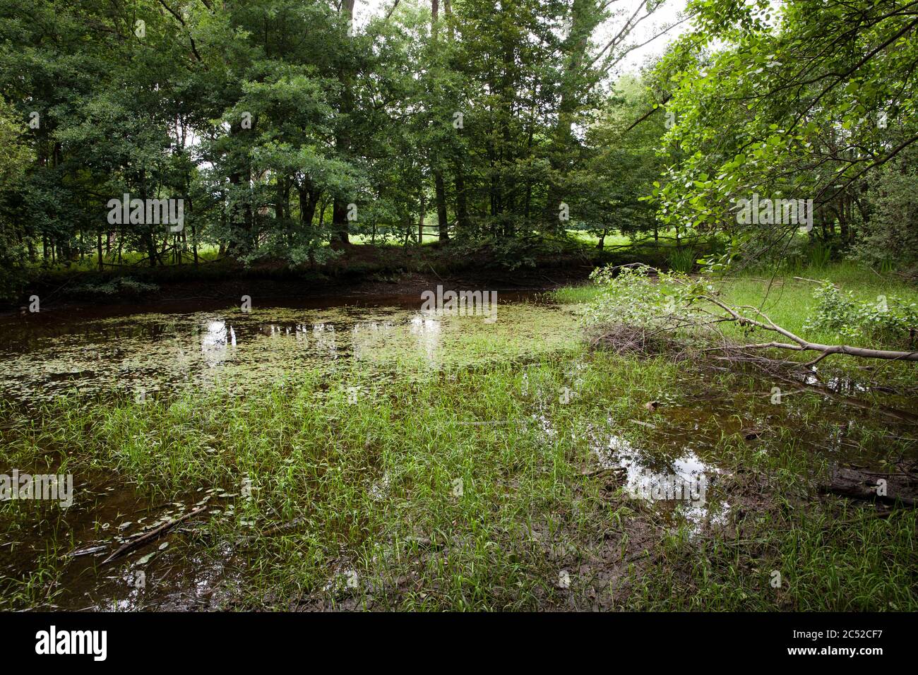 Teich teich teich teich teich hi-res stock photography and images - Alamy