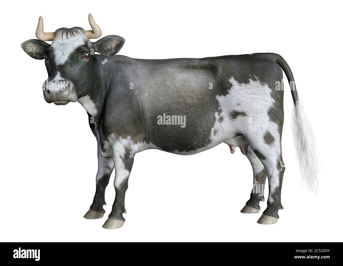 3D rendering of a farm animal cow isolated on white background Stock ...
