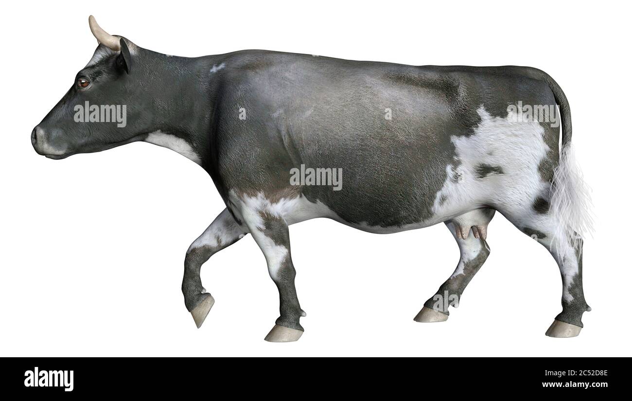3D rendering of a farm animal cow isolated on white background Stock ...