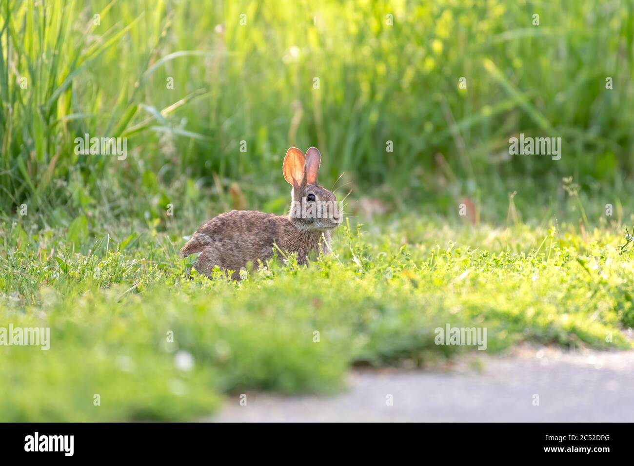 Eastern Cottontail Rabbit early morning on dewy grass in summer, Ottawa ...