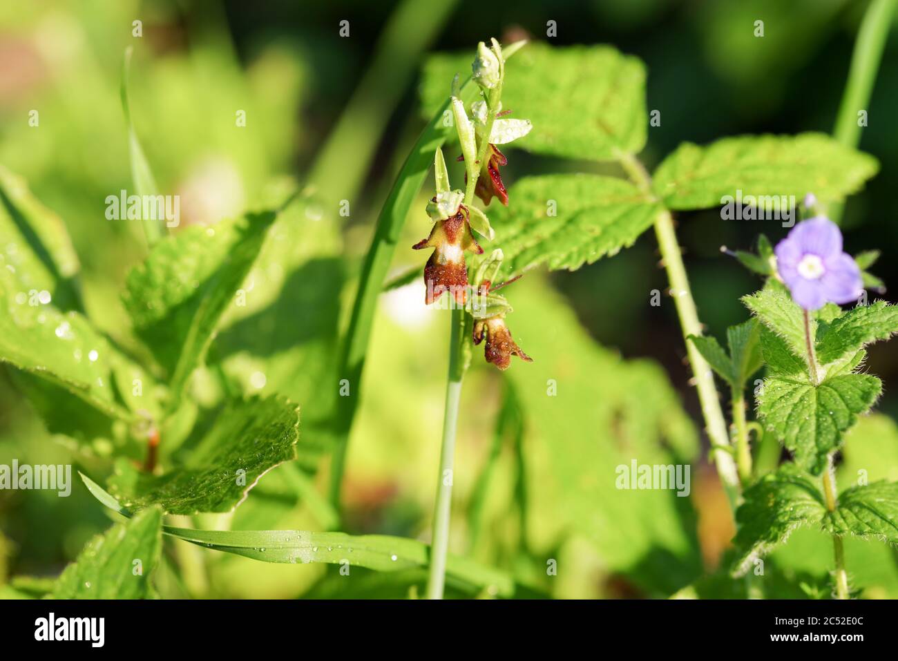 Mimicry orchid hi-res stock photography and images - Alamy
