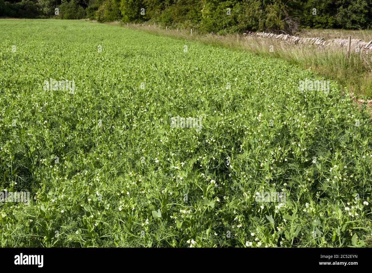 Cotswold field with flowers hi-res stock photography and images - Alamy