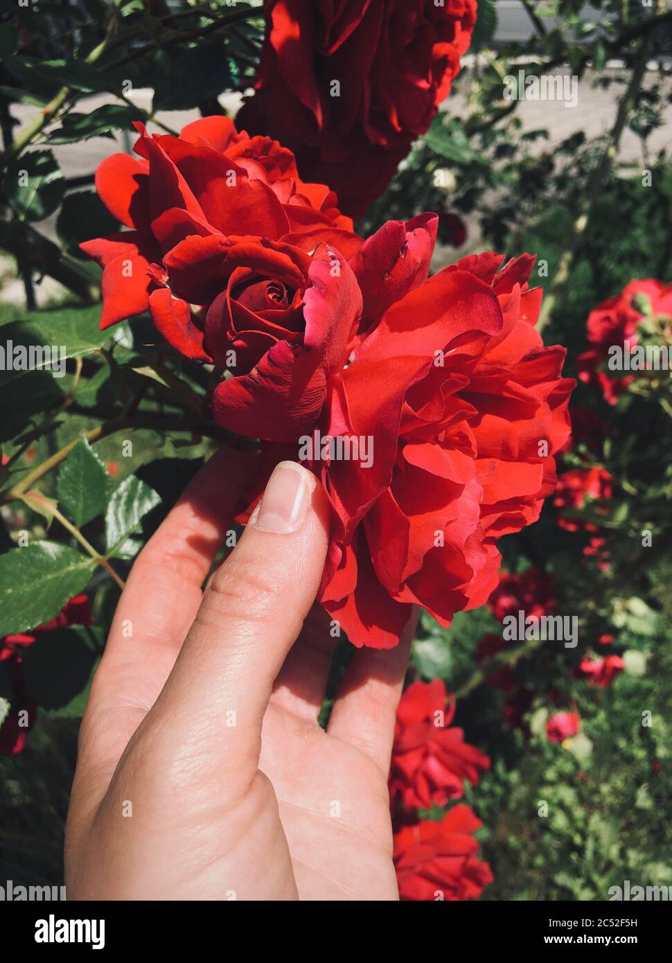 Hand and red rose hi-res stock photography and images - Alamy