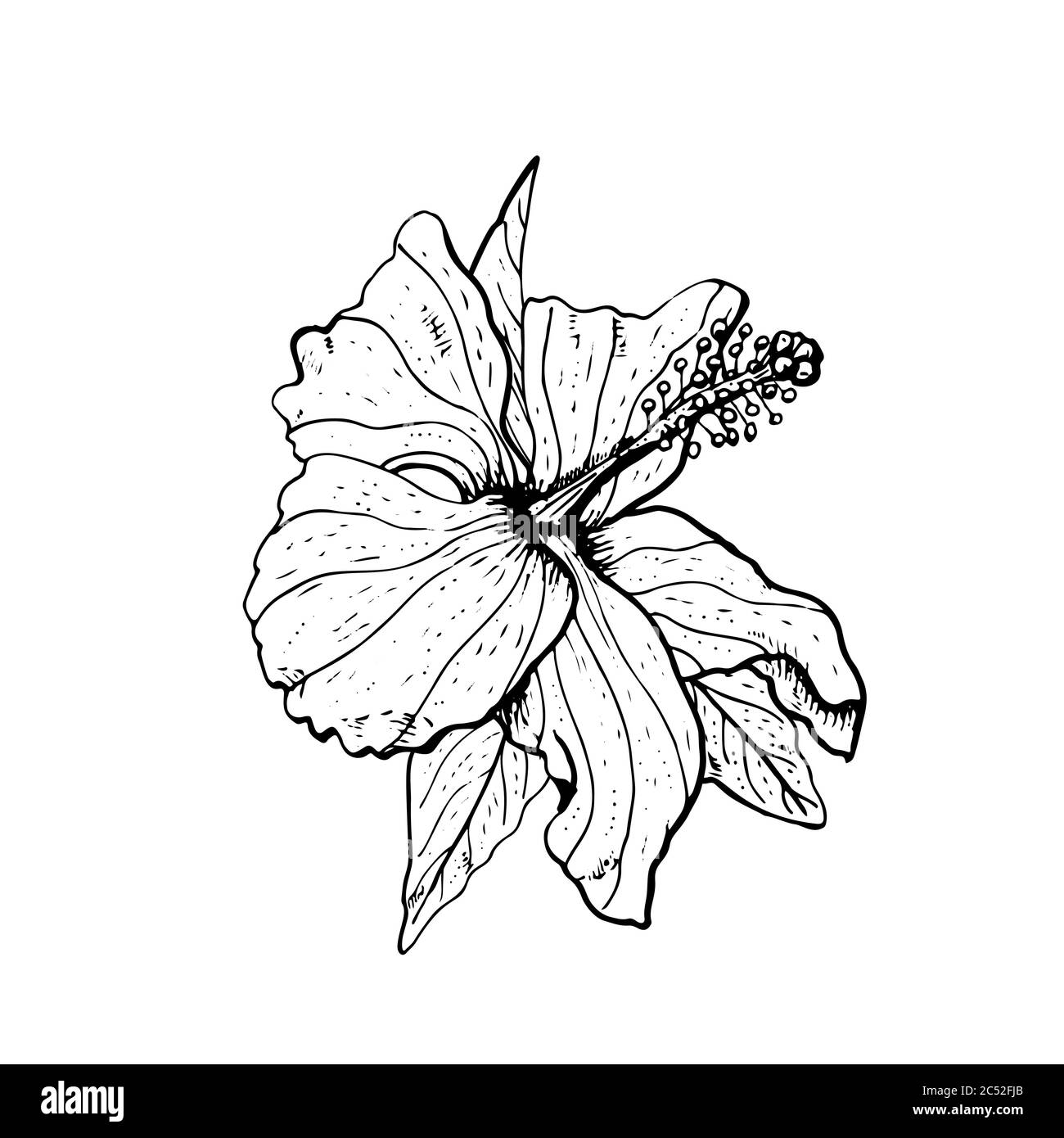 Hand drawn monochrome hibiscus flower clipart. Floral design element ...