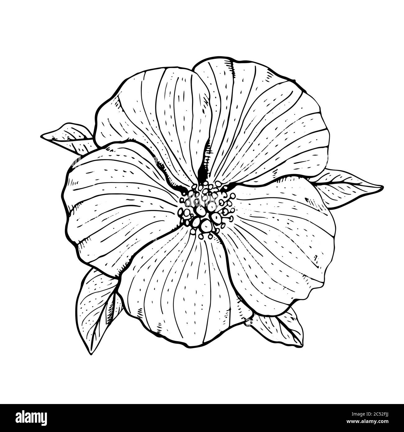 Hand drawn monochrome hibiscus flower clipart. Floral design element ...