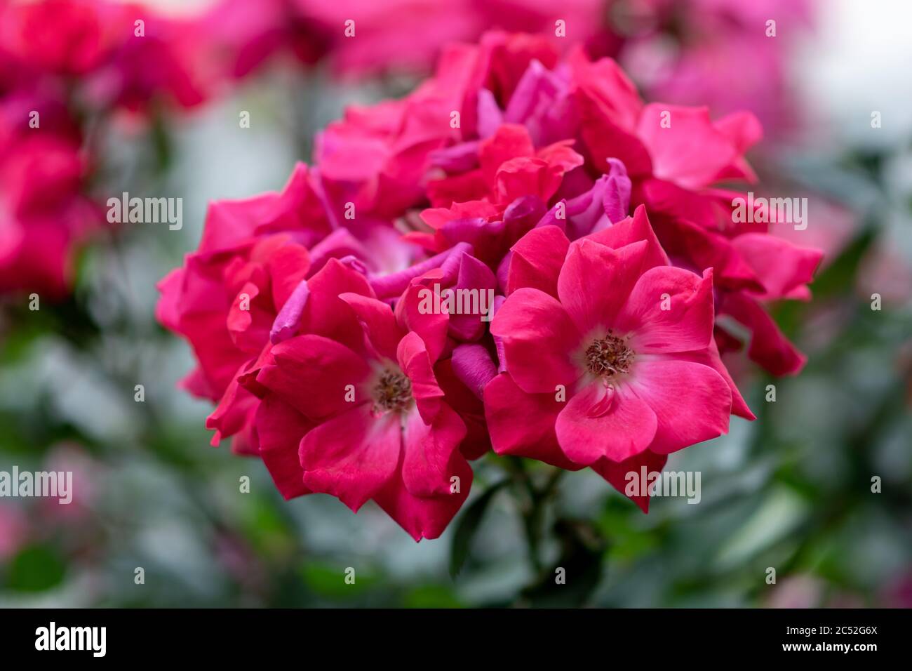 Pink wild roses Stock Photo - Alamy