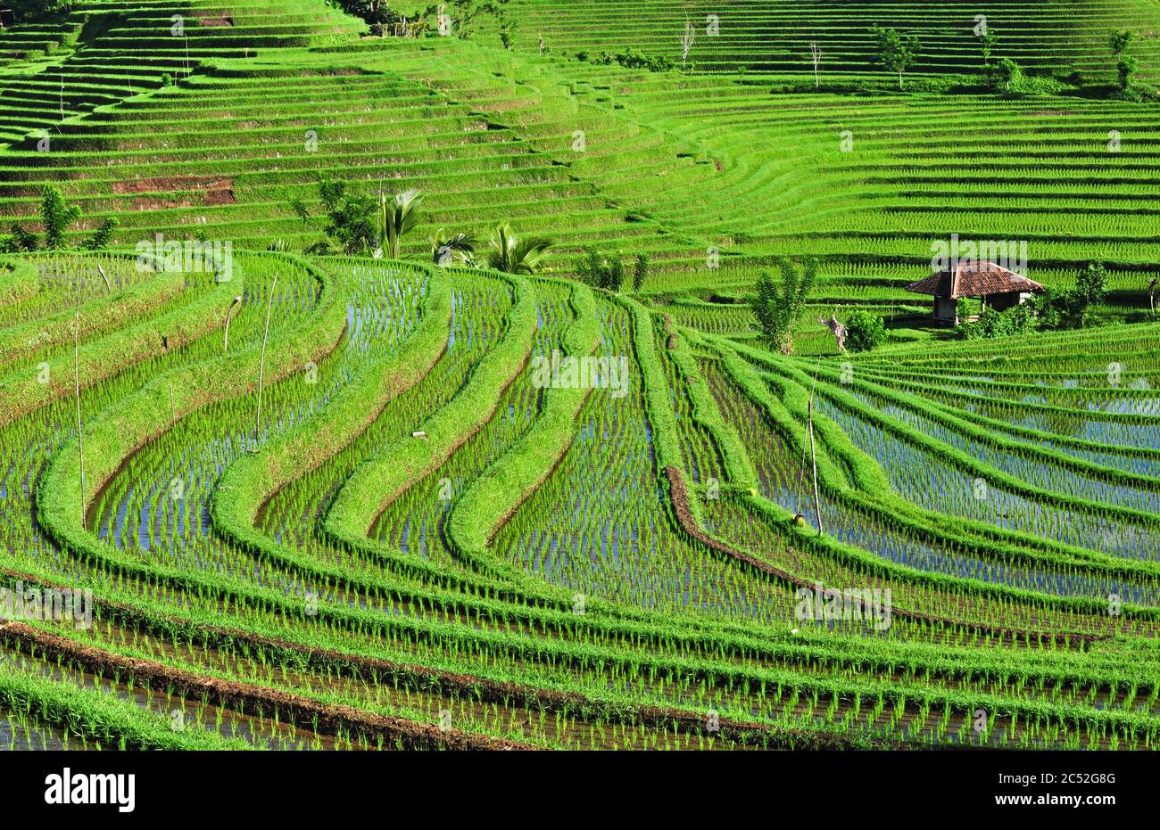 Belimbing hi-res stock photography and images - Alamy