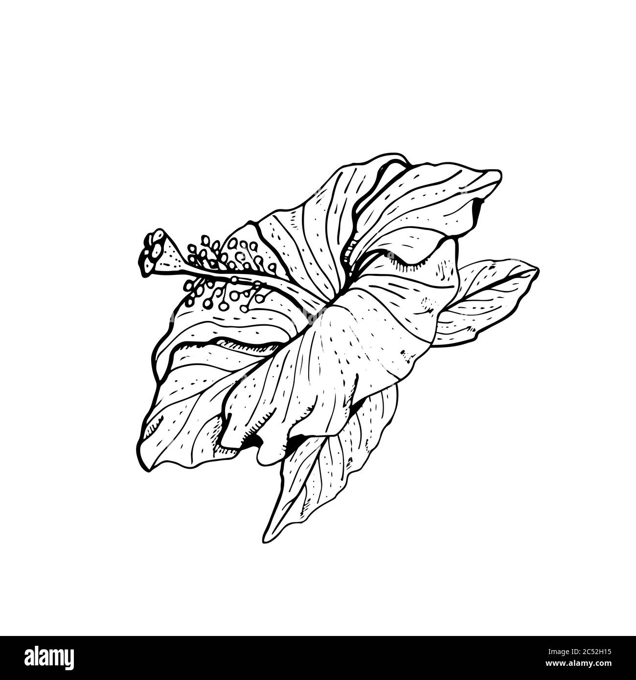Hand drawn monochrome hibiscus flower clipart. Floral design element ...