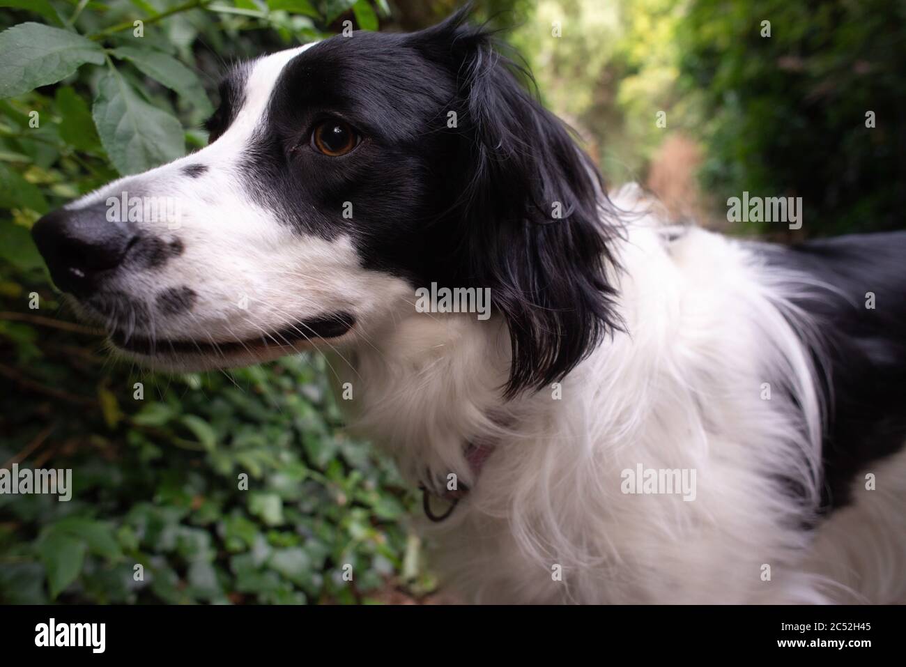 Light brown springer spaniel hi-res stock photography and images - Alamy
